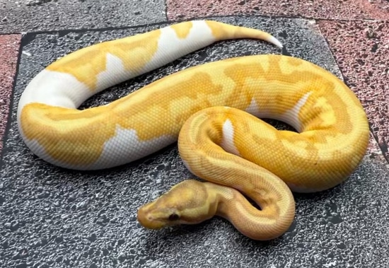 Banana Enchi Asphalt/Yellow Belly Pied Ball Python by Pixel Perfect Reptiles