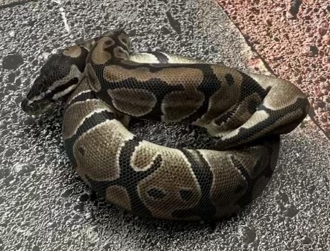 VPI Axanthic HET Pied Ball Python by Pixel Perfect Reptiles