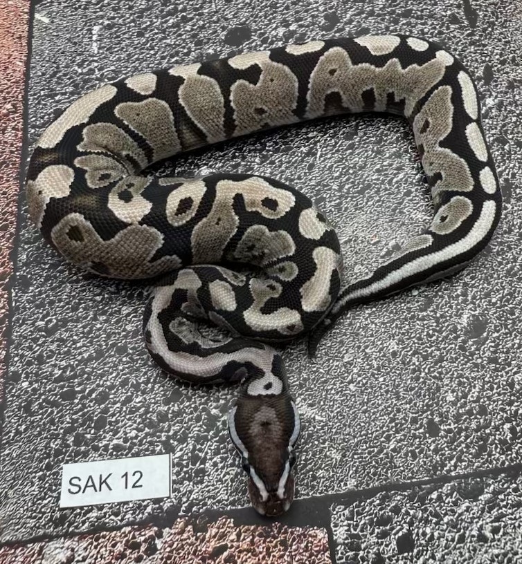 Enchi VPI Axanthic HET Pied