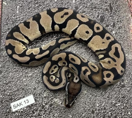 Pastel VPI Axanthic Poss Enchi HET Pied Ball Python by Pixel Perfect Reptiles