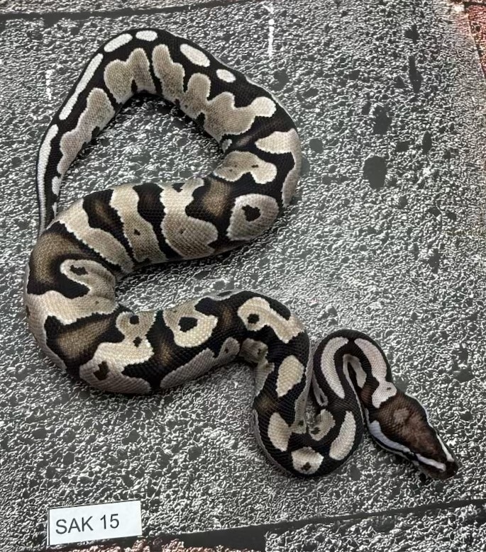 Enchi VPI Axanthic HET Pied