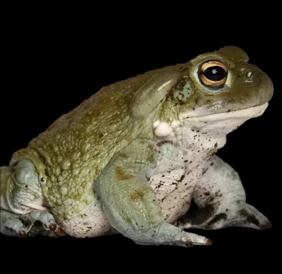 Colorado River Toad by Suburban Crawlers LLC
