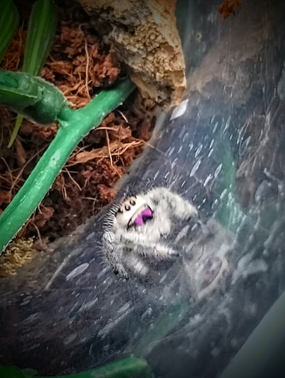 White Phase Regal Jumping Spider (Phidippus Regalis) by Suburban ...