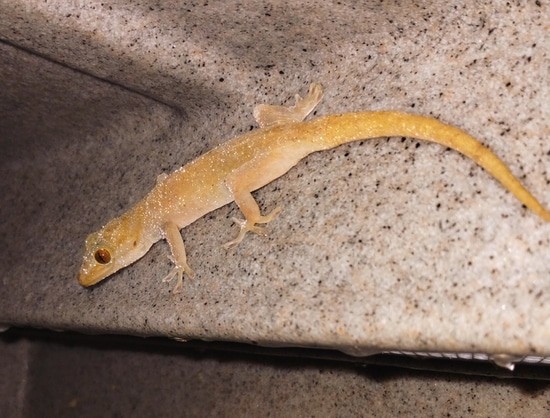 Golden Gecko - Gekko Badenii More Gecko by Suburban Crawlers LLC