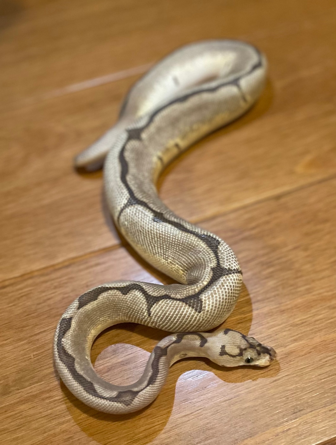 Spider Clown Ball Python by PJ Pythons - MorphMarket