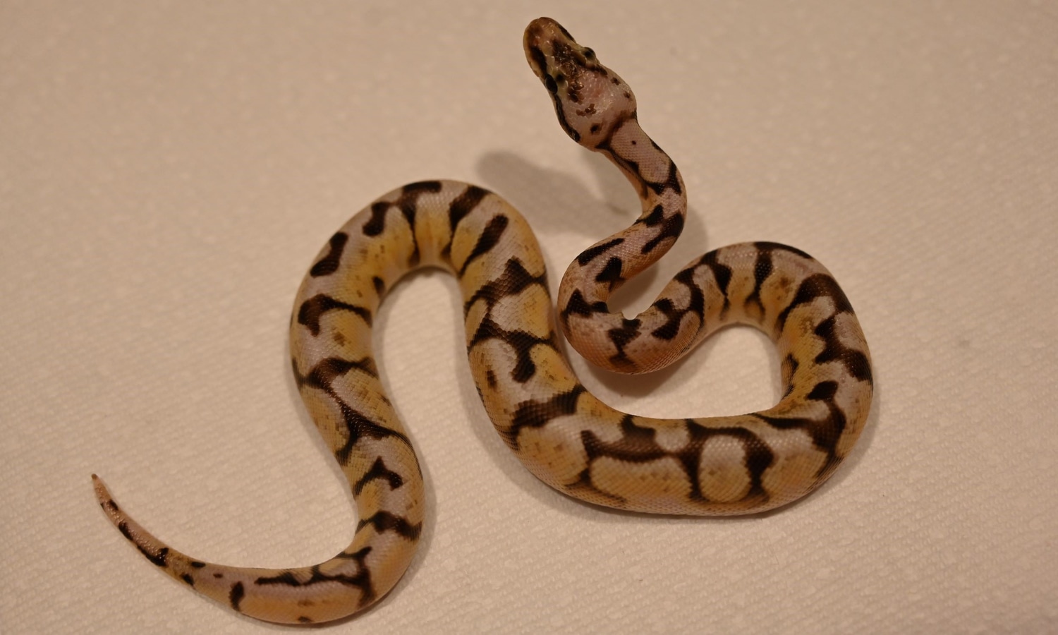 Enchi Black Widow Ball Python by Exotics Engineer Reptiles - MorphMarket