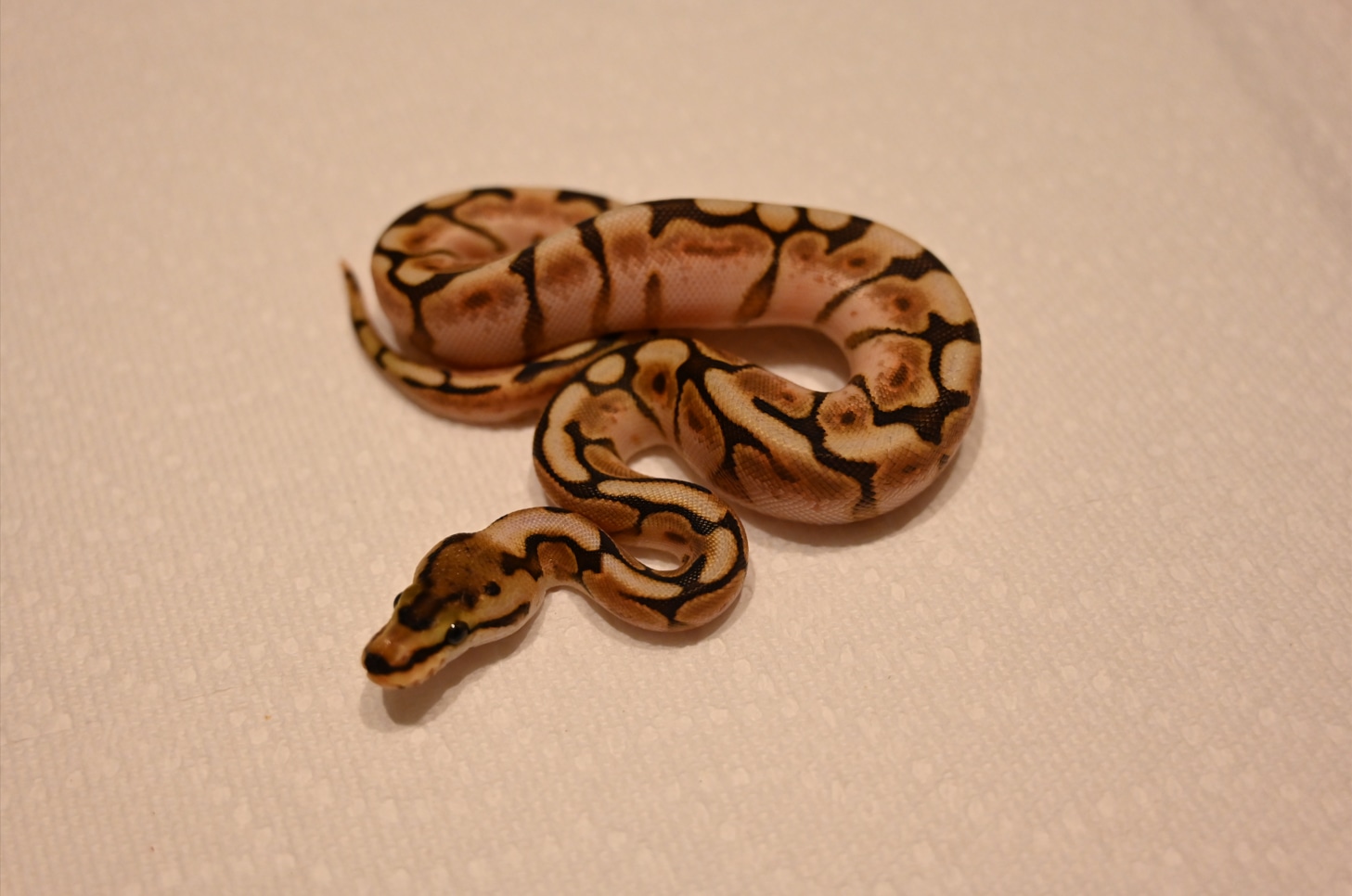 Black Pastel Spider Ball Python by Exotics Engineer Reptiles - MorphMarket
