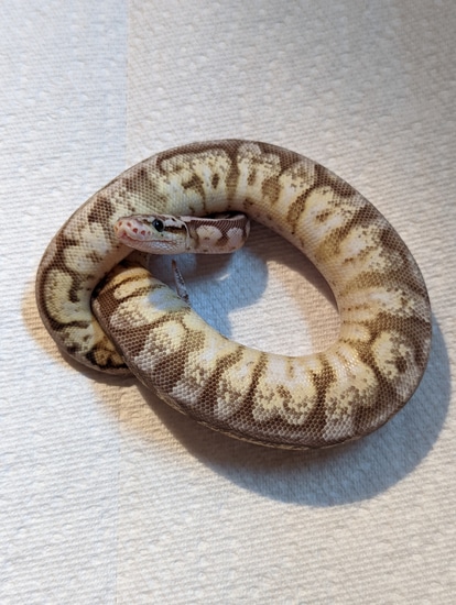 Black Widow Ball Python by Exotics Engineer Reptiles