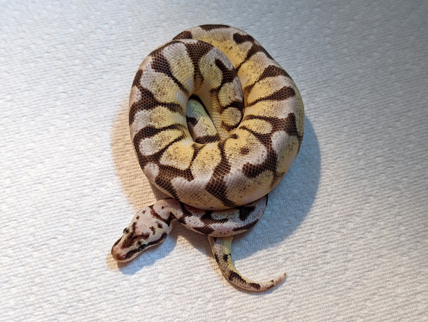 Enchi Black Widow Ball Python by Exotics Engineer Reptiles - MorphMarket