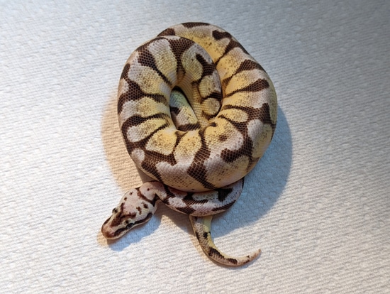 Enchi Black Widow Ball Python by Exotics Engineer Reptiles