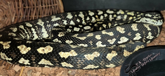 Proven Female Jungle Carpet Python by PJCReptiles