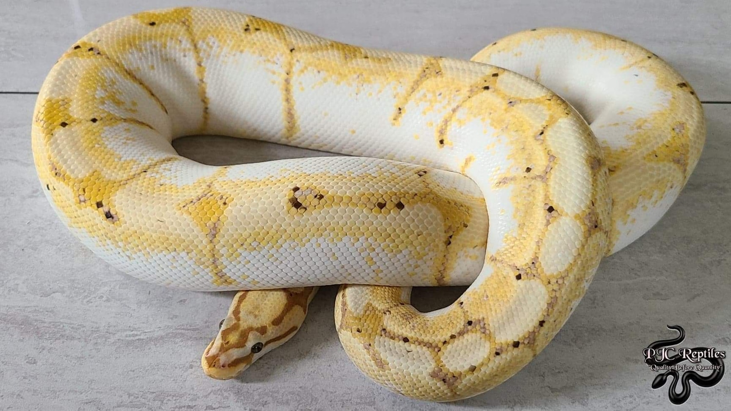 Coral Glow Spider Sugar Ball Python by PJCReptiles - MorphMarket