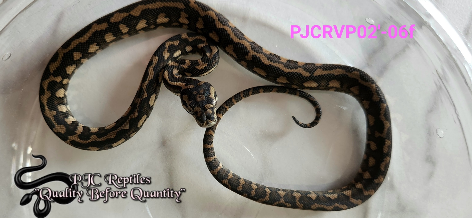 Carpet Jungle Carpet Python by PJCReptiles - MorphMarket