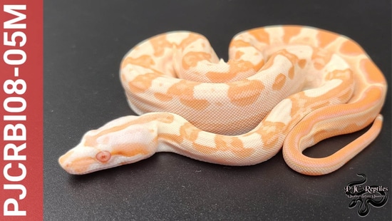 Sunglow Jungle Colombian Motley Boa Constrictor by PJCReptiles