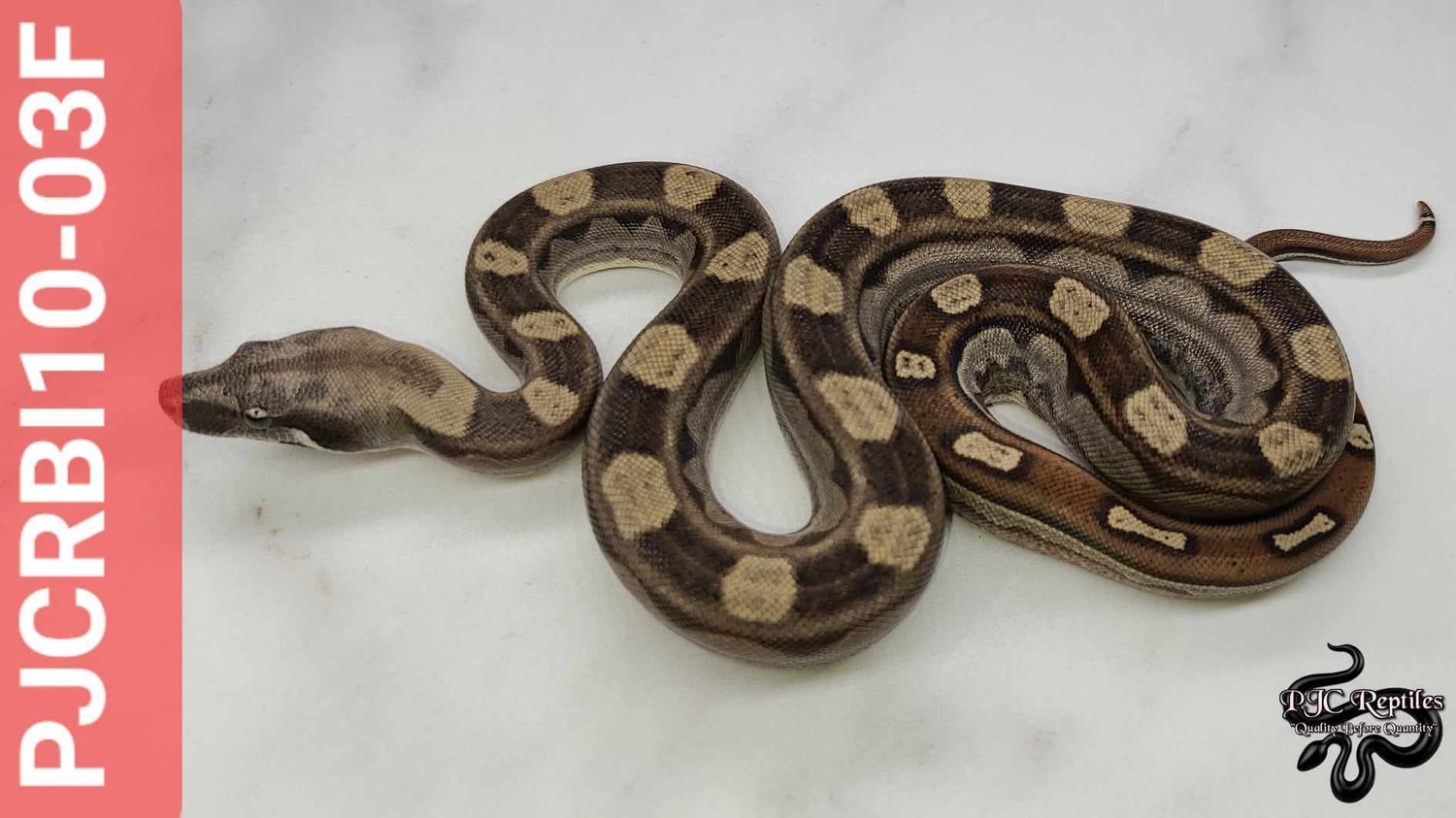 Colombian Motley Het Anery Type 1 Boa Constrictor by PJCReptiles ...