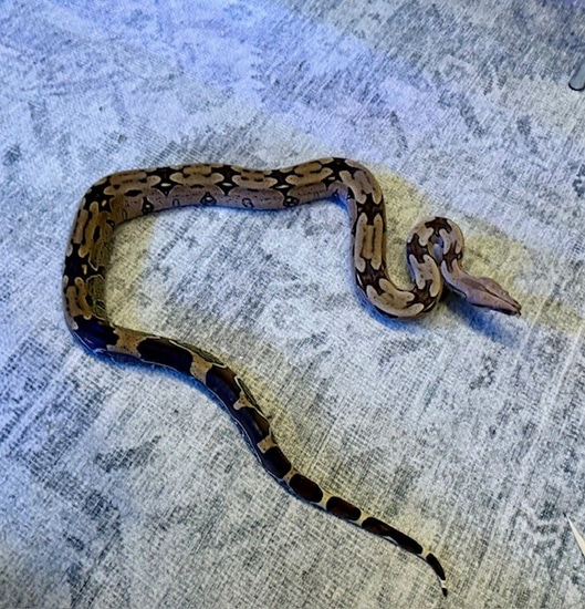 CB 2022 Female Suriname True Red-Tailed Boa Constrictor by Peter Jolles