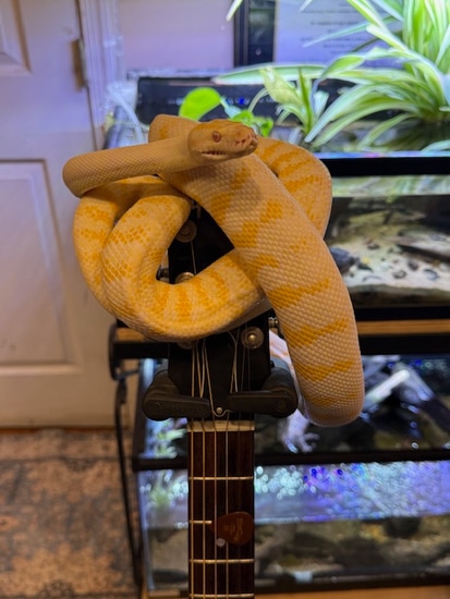 Albino Darwin Darwin Carpet Python by Peter Jolles