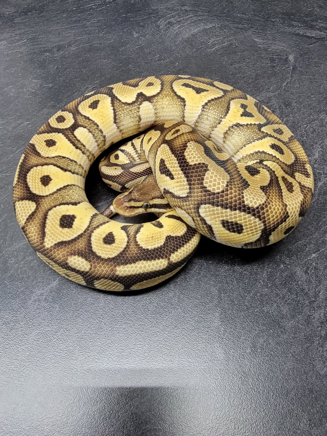 Pastel Mojave Ball Python by Iron Dragon Reptiles - MorphMarket