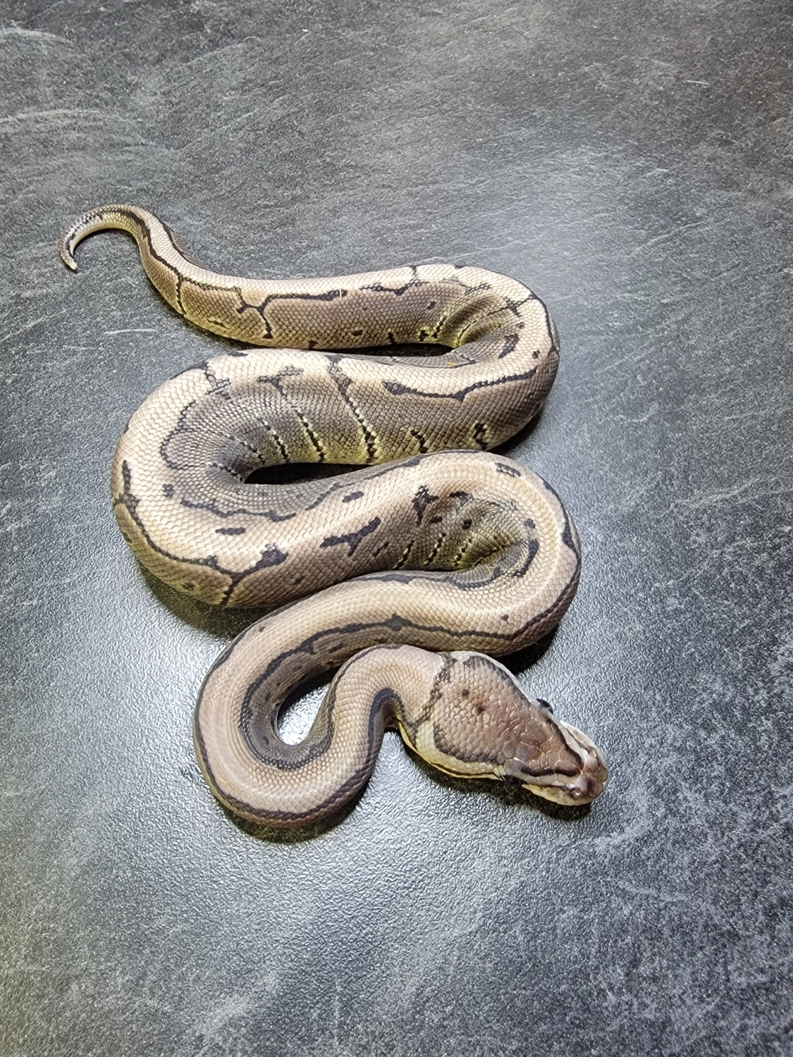 Vpi Axanthic Pinstripe Ball Python by Iron Dragon Reptiles - MorphMarket