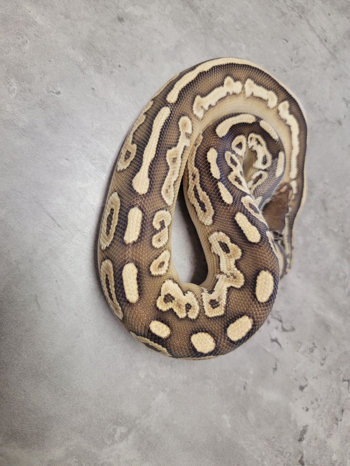 Black Pastel Lesser Ball Python by Iron Dragon Reptiles - MorphMarket