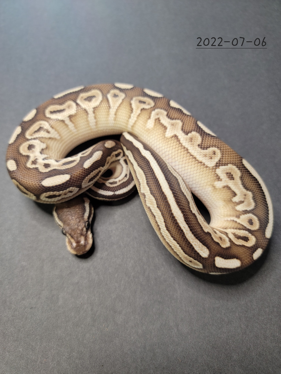 Black Pastel Lesser Ball Python by Iron Dragon Reptiles - MorphMarket