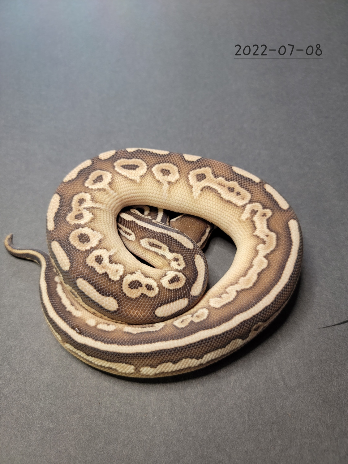 Black Pastel Lesser Ball Python by Iron Dragon Reptiles - MorphMarket