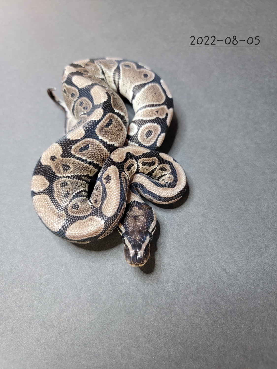 Vpi Axanthic Ball Python by Iron Dragon Reptiles - MorphMarket