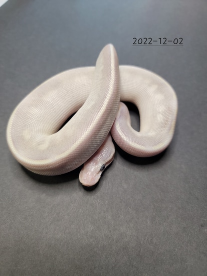 Pastel Mystic Potion Ball Python by Iron Dragon Reptiles