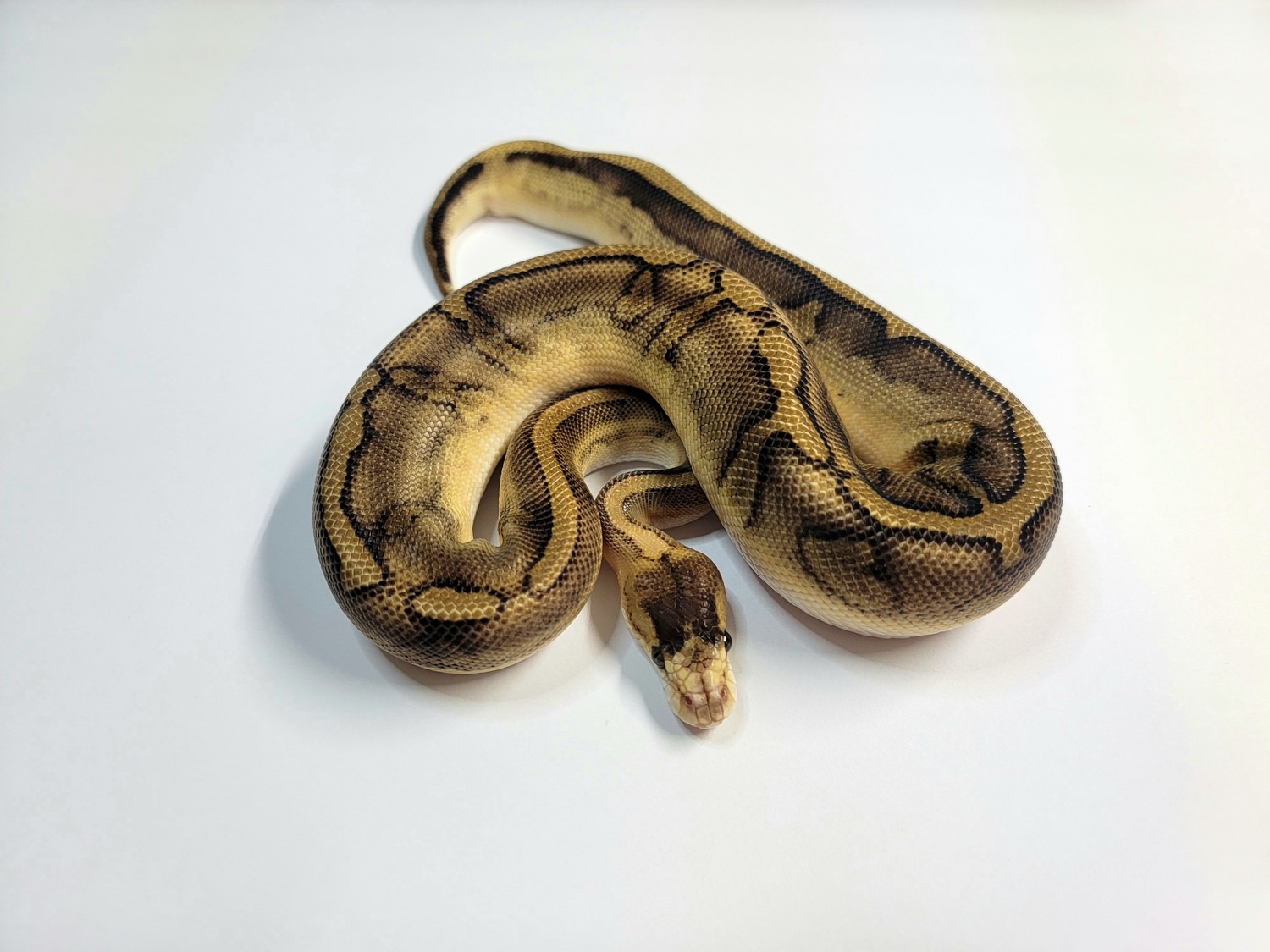 Leopard Champagne Ball Python by Iron Dragon Reptiles - MorphMarket