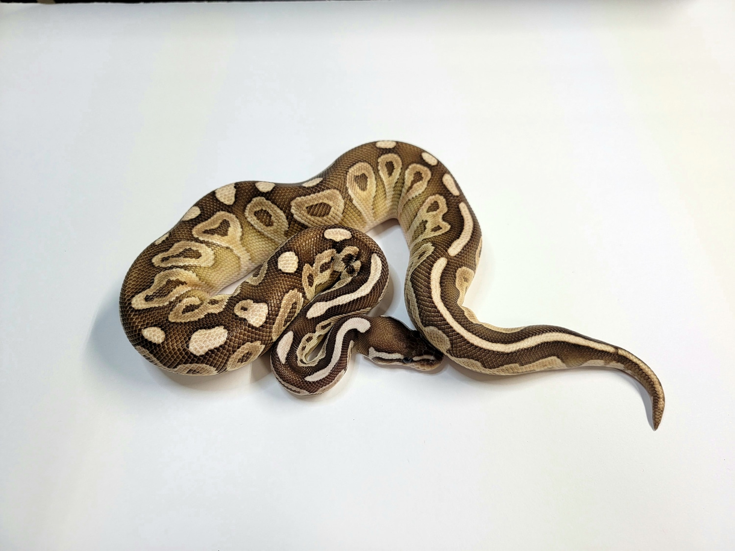 Black Pastel Butter Ball Python by Iron Dragon Reptiles - MorphMarket