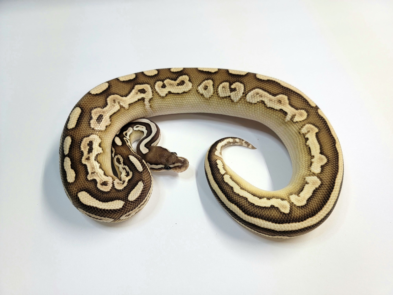 Black Pastel Lesser Ball Python by Iron Dragon Reptiles - MorphMarket