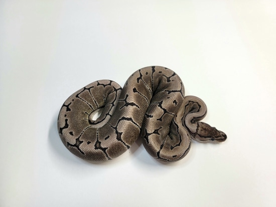 Vpi Axanthic Pinstripe Ball Python by Iron Dragon Reptiles