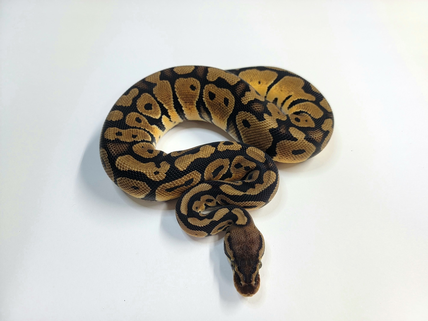 Pastel Yellowbelly Ball Python by Iron Dragon Reptiles - MorphMarket