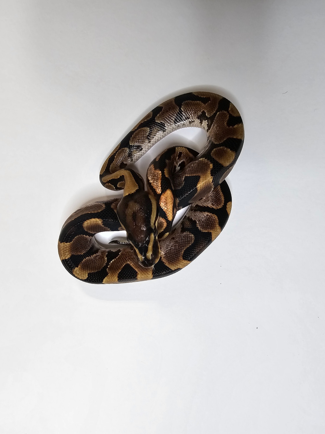 Calico Het Clown Ball Python by Iron Dragon Reptiles - MorphMarket
