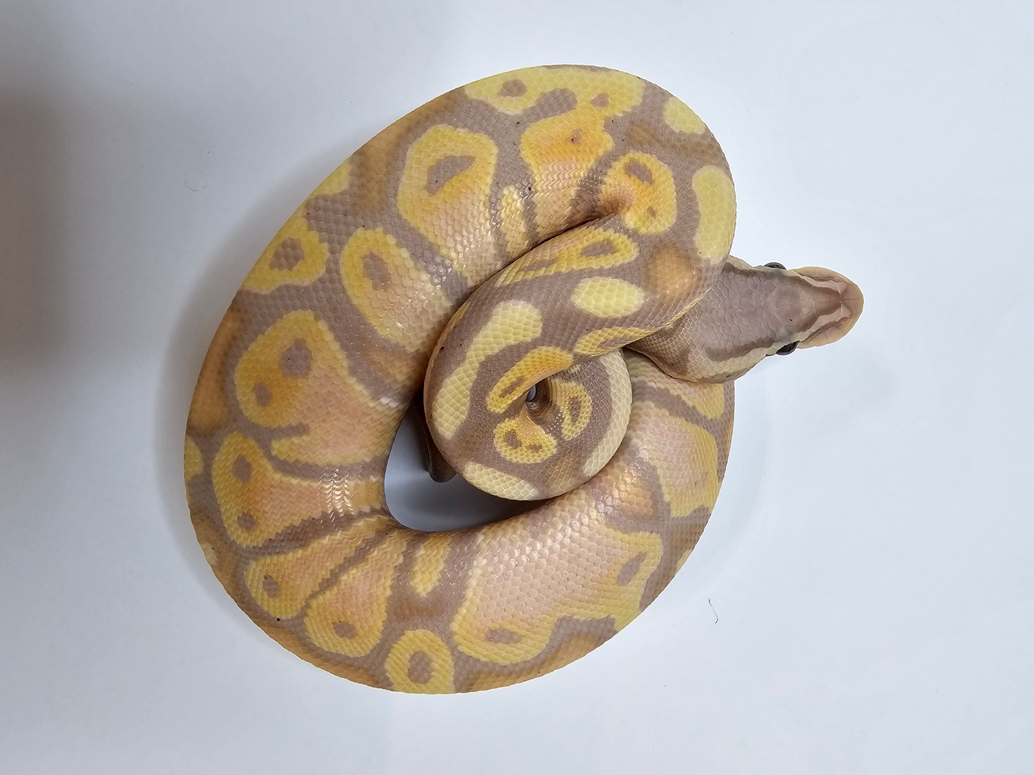 Banana Pastel Het Genetic Stripe Ball Python by Iron Dragon Reptiles ...