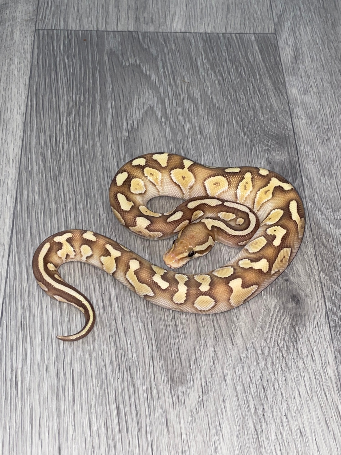 Chocolate Banana Butter Het Hypo Poss Het DG Ball Python by Precious ...