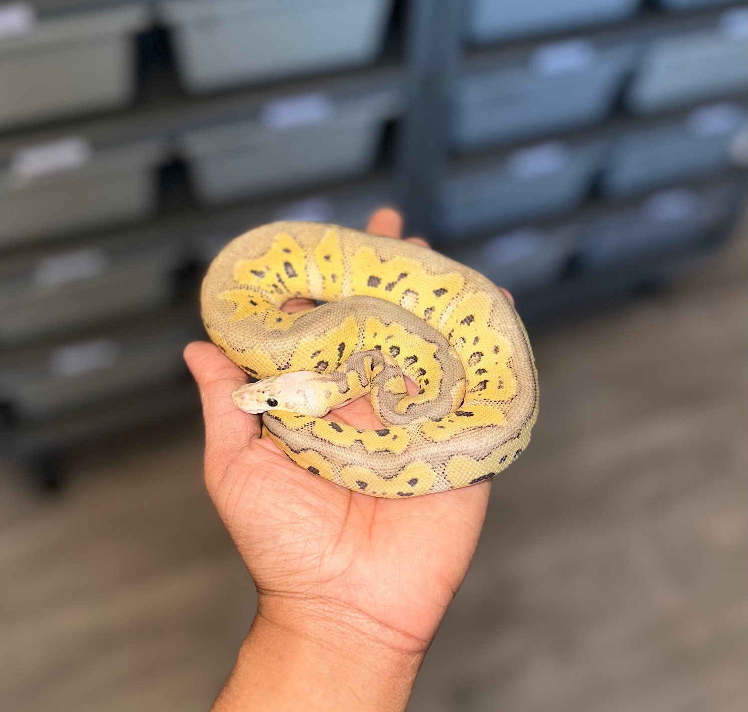 Killer Clown Ball Python by Precious Pythons - MorphMarket