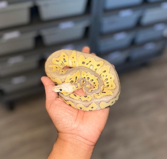 Killer Clown Ball Python by Precious Pythons