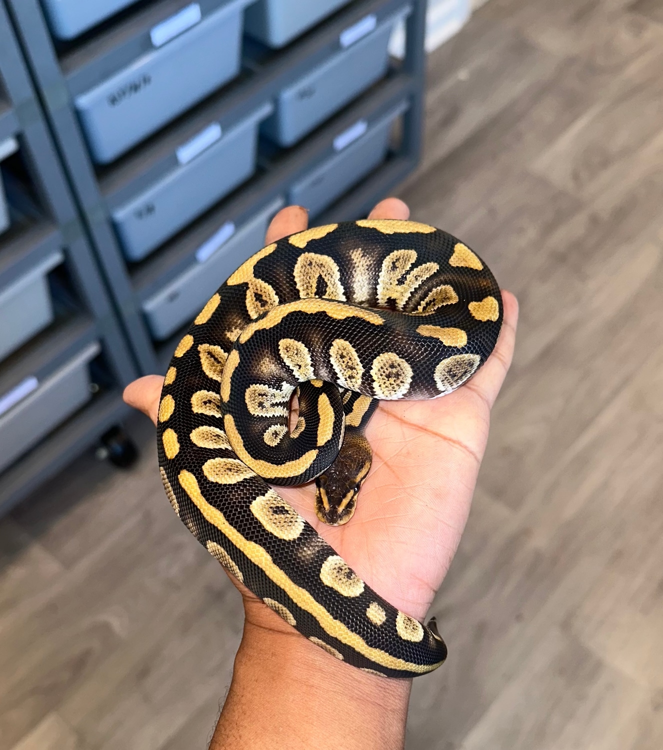 Chocolate Cypress Het Hypo Poss Het Desert Ghost Ball Python by ...