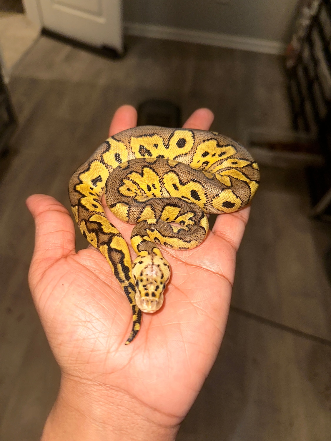Pastel Clown Ball Python by Precious Pythons - MorphMarket
