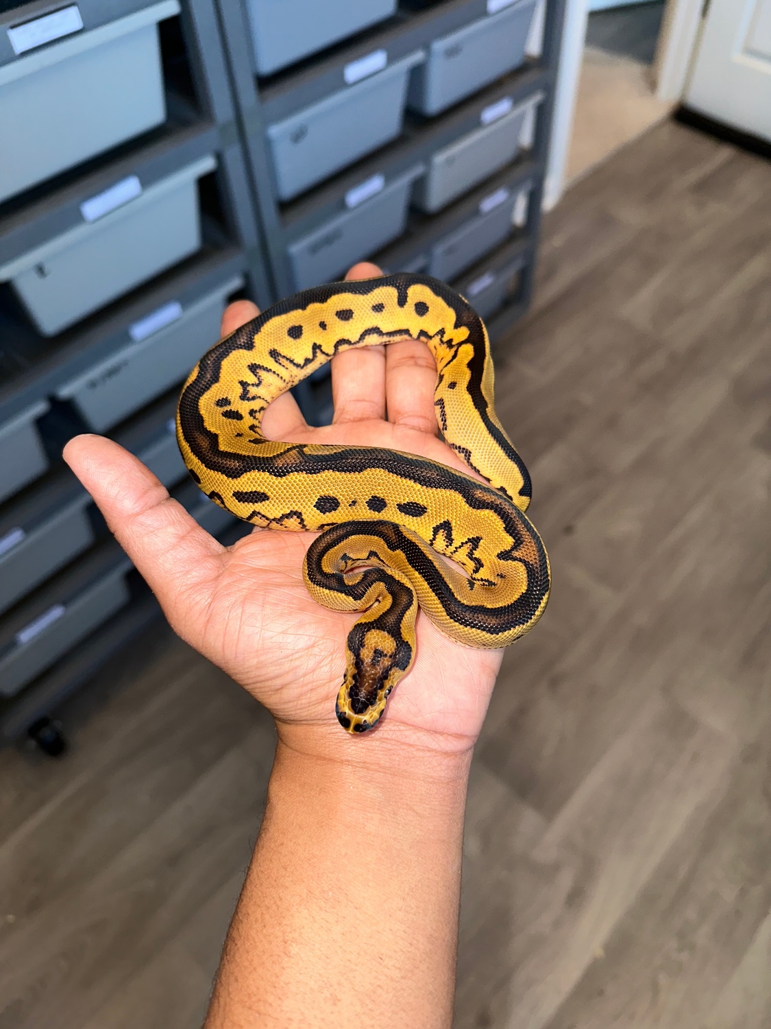 Calico Clown Ball Python by Precious Pythons - MorphMarket
