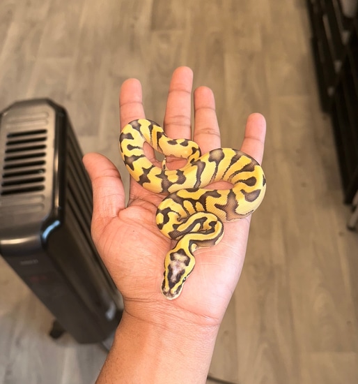Super Pastel Enchi Vanilla Ball Python by Precious Pythons