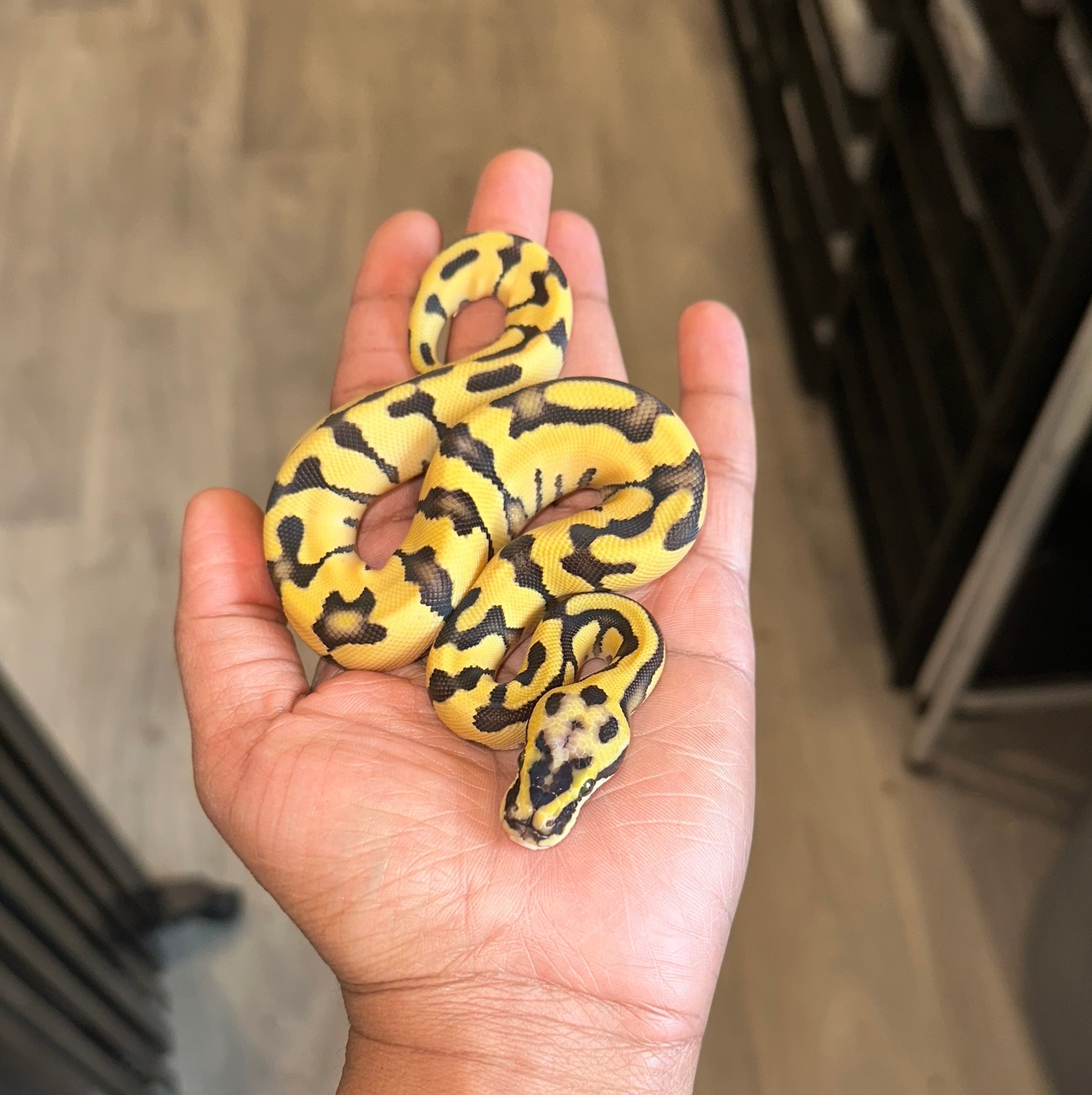 Pastel Enchi Vanilla Het Desert Ghost Ball Python by Precious Pythons - MorphMarket