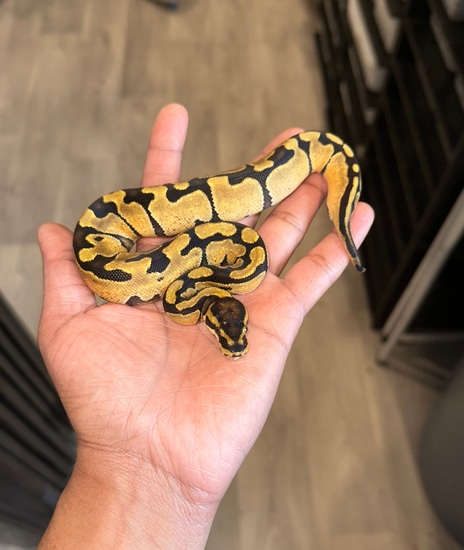 Enchi Vanilla Het Desert Ghost Ball Python by Precious Pythons