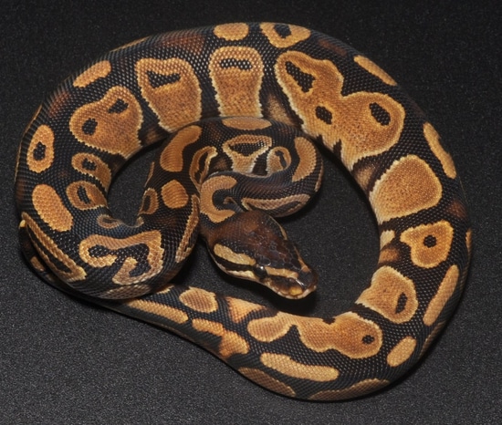 DH Candy Pied Ball Python by Planet Constrictor
