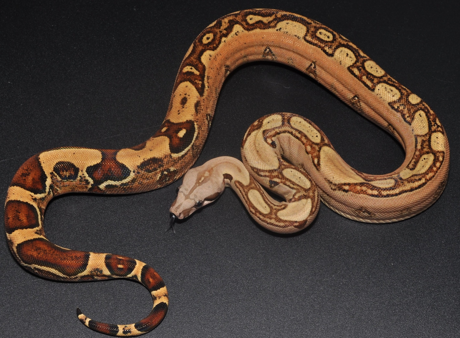 Jungle Het Red Dragon Boa Constrictor by Planet Constrictor - MorphMarket