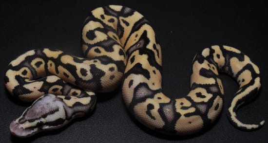 Superfly Het Clown Ball Python by Planet Constrictor