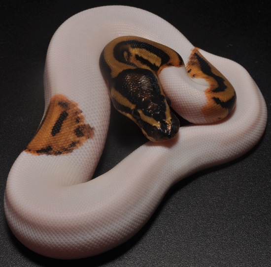 Leopard Pied Ball Python by Planet Constrictor