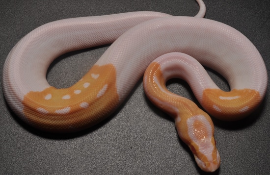 Albino Pied Ball Python by Planet Constrictor