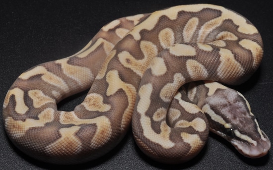 GHI Pastel Butter Ghost Ball Python by Planet Constrictor